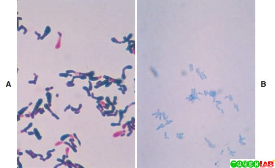 [Microbiology] Atlas of Aerobic Gram-Positive Bacilli | Free Medical Atlas
