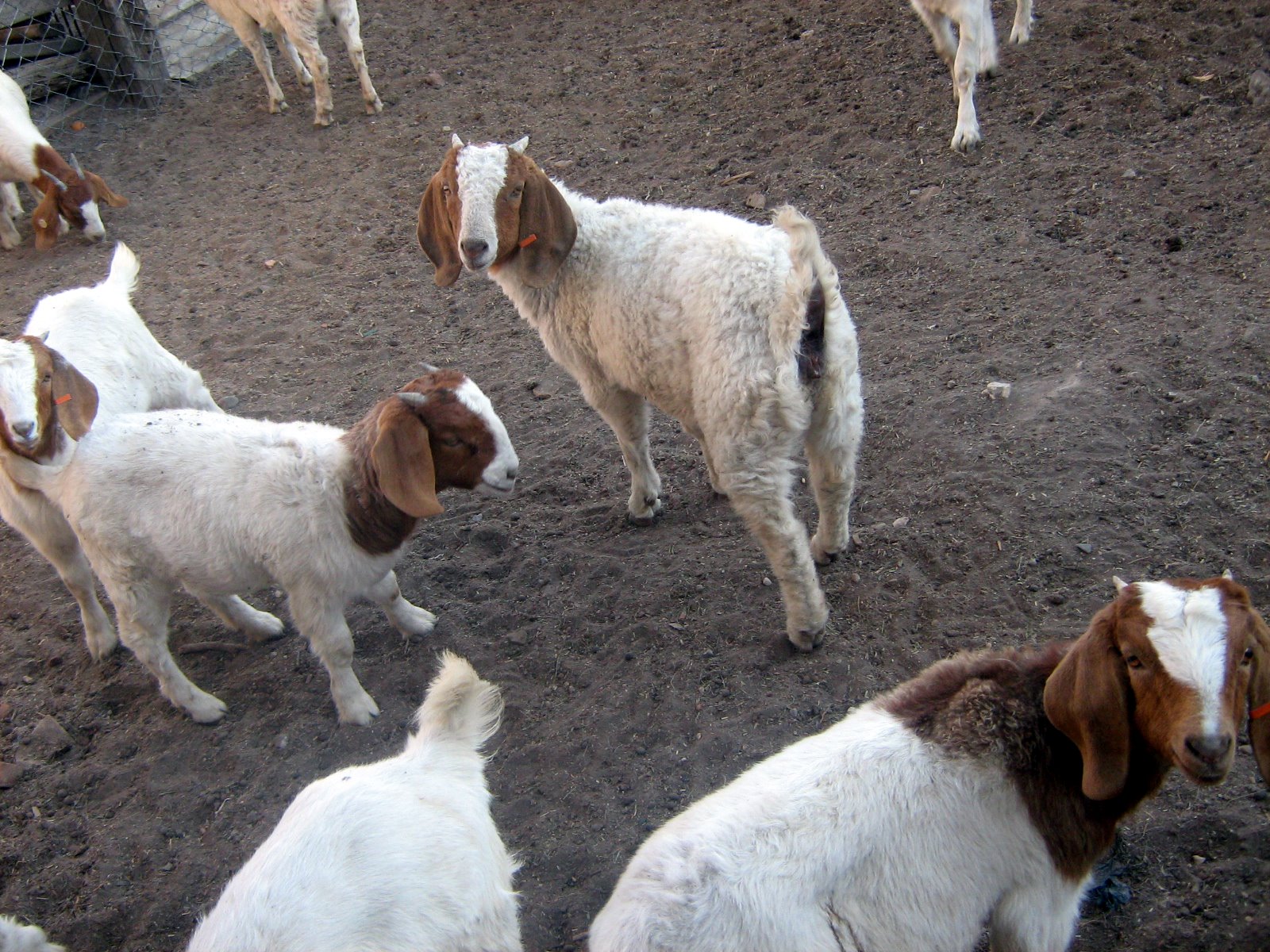 Los Ranchos de ganado de México: Criadero de cabras boer y chivos boer ...