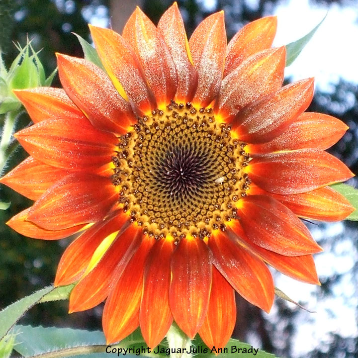Julie Ann Brady : Blog On: Autumn Beauty Sunflower Pictures