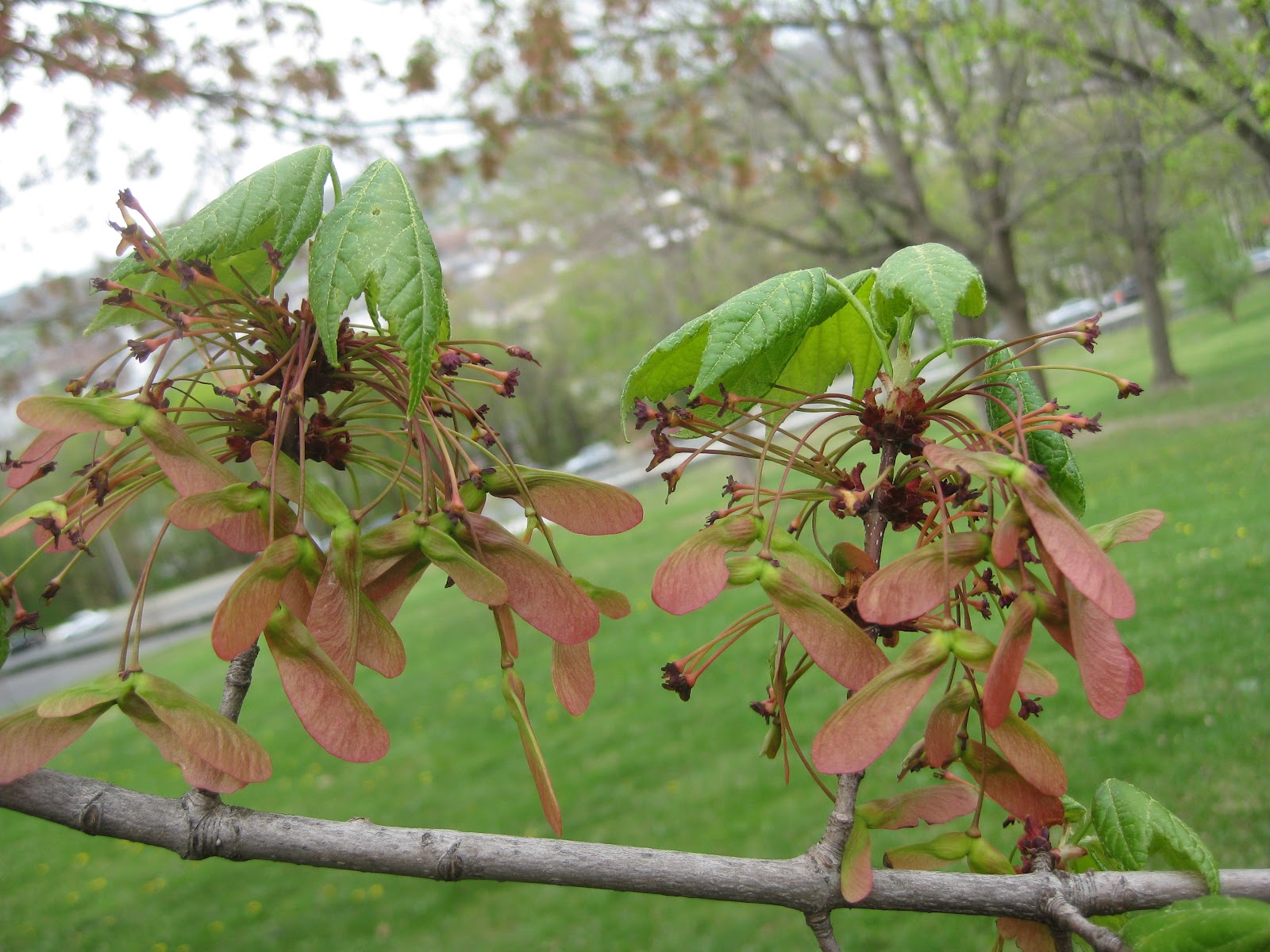 Trees: Samaras galore
