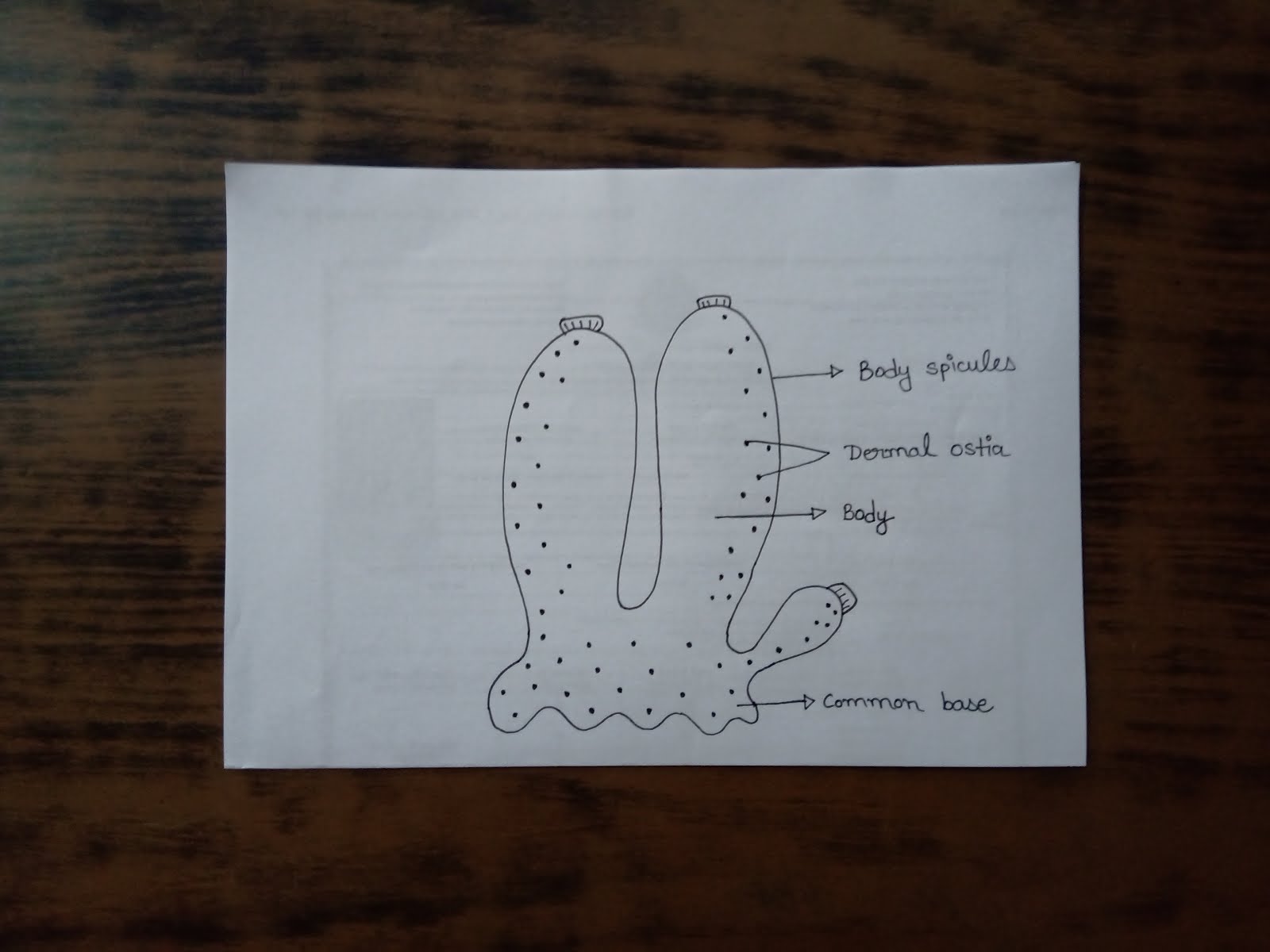 Dear Study: Sycon Images | Drawing of Sycon