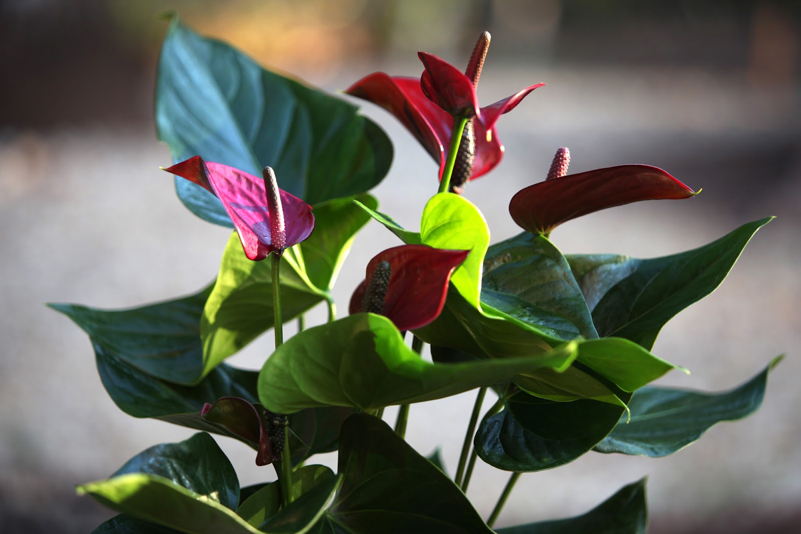 O que é de gosto... regala a vida: Primavera em casa: novidades nos vasos