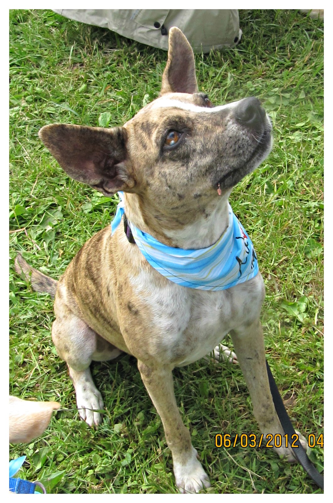 Welcome to my foster dog blog!: He'Art of Rescue, A Fundraiser for a ...