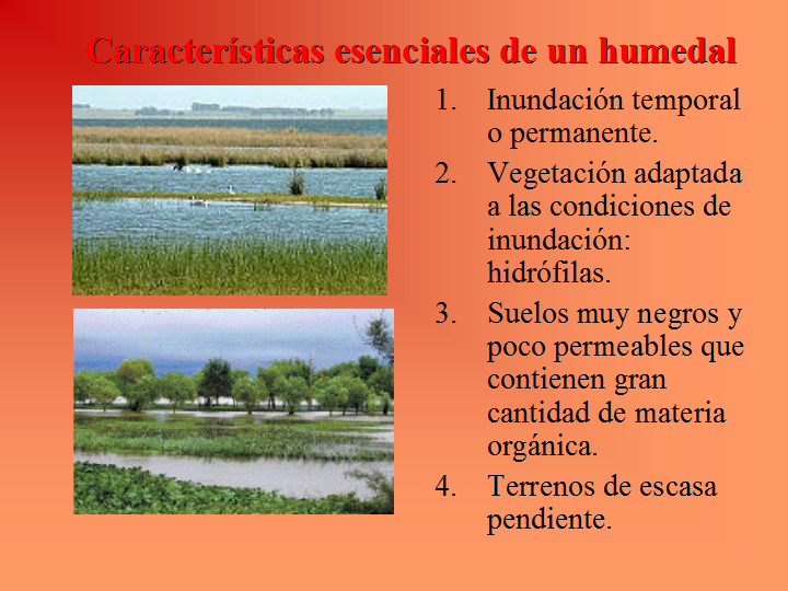 INFORMÁS 2012: BIOMAS DEL URUGUAY: Los humedales