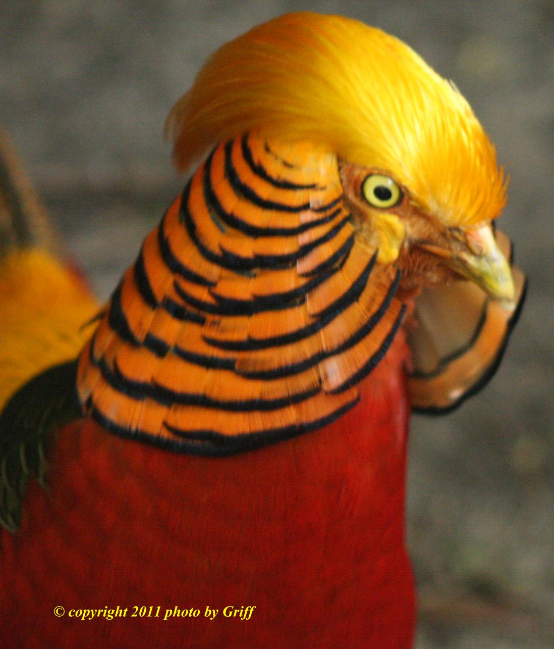 Griff's Bird Photos: Pheasant (Golden)