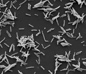 LEPRA (Morbus Hansen) ~ Healthy it Easy