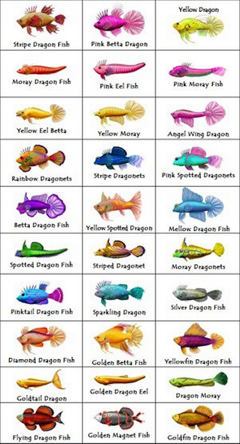 Tapfish 101: Dragonfish