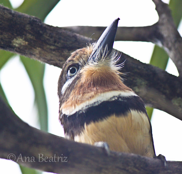 Aventura fotográfica: Bobito punteado, Coludo, Tol o Buco bobito ...