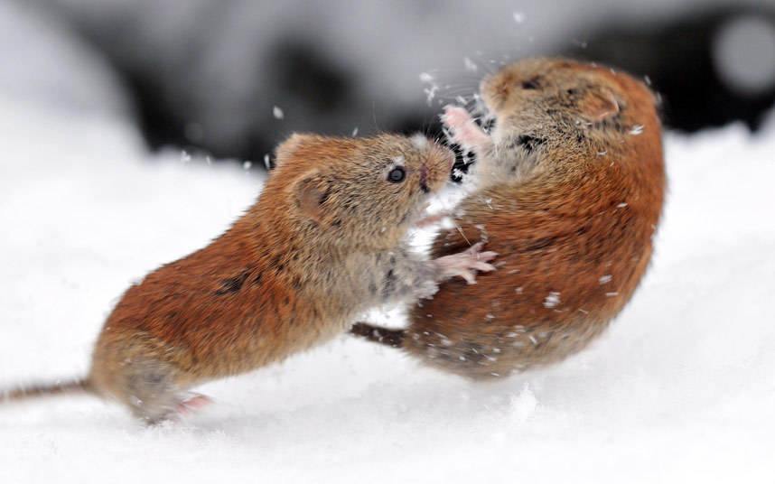 Abe's Animals: Hokkaido red backed vole