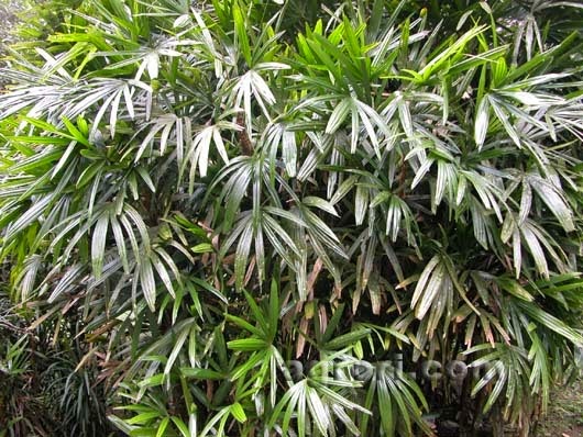 Membuat Tanaman: Aneka Tanaman Hias Jenis Pakis dan Palem-Paleman