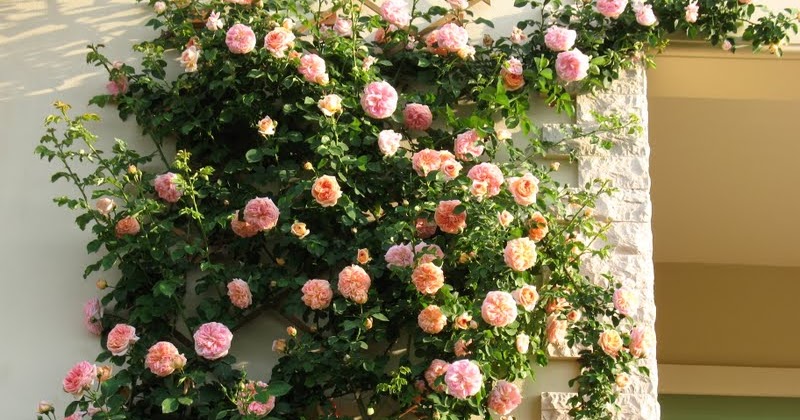 Jurnal de gradina: Rosa Alchemist