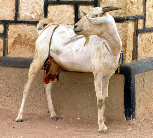 Postcard from Africa: Goat bra and a case of mistaken identity