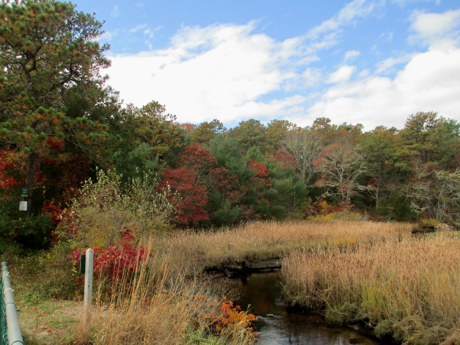 Small Stream Reflections: "Sea-Run brook trout...11-2015 part 1