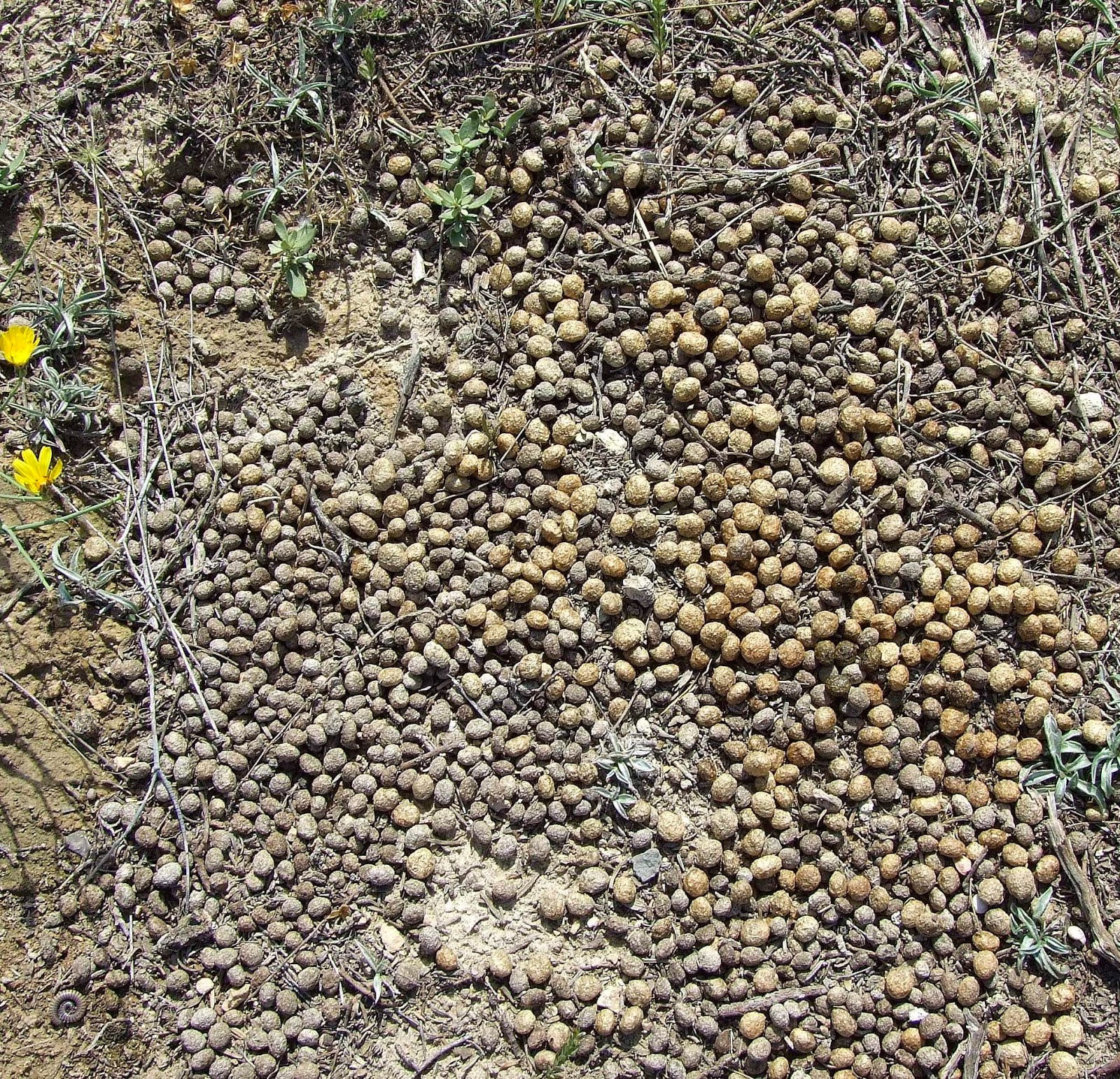 Clave de Excrementos