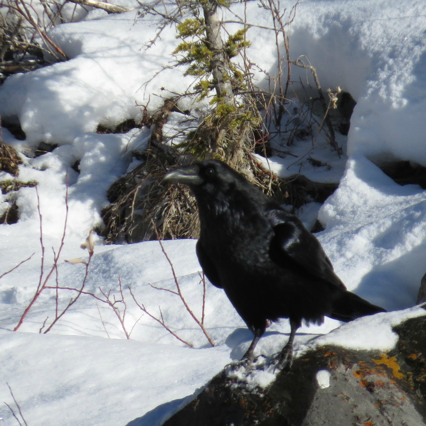 Birding Is Fun!: Didn't Dip on the Dipper