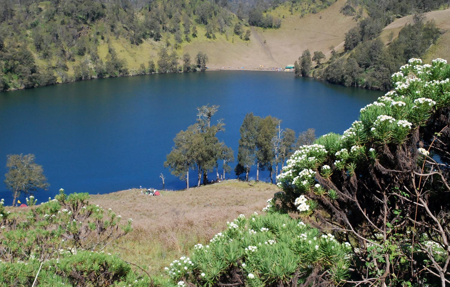 Gambar Bunga Edelweis Di Bromo - Andira Gambar