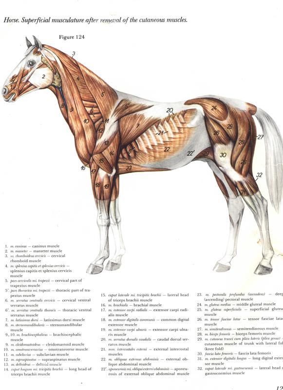 [atlas] Anatomia de Equinos: Tronco