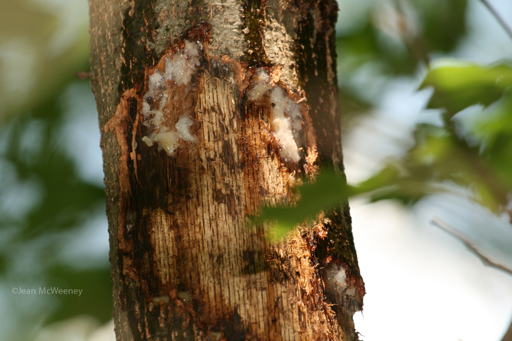 Dig, Grow, Compost, Blog: More Hits and One Big Miss