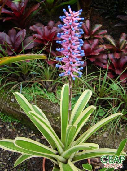 Jardim Tupiniquim: Bromélia-Palito-de-Fósforo (Aechmea gamosepala)