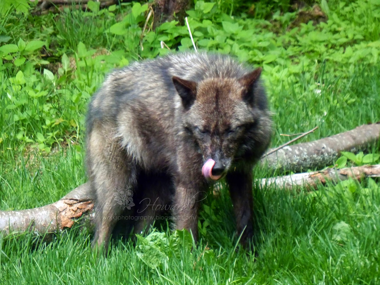 Nature Works Photography: Haliburton Wolf center