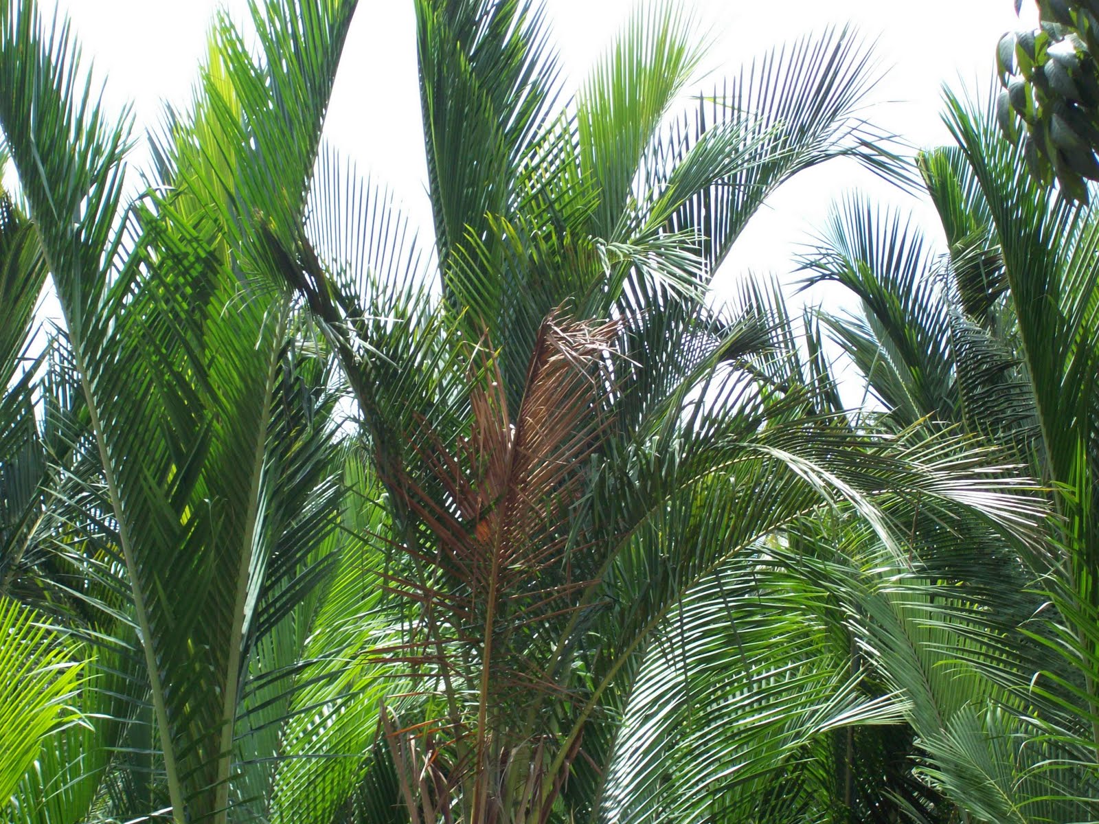 Baru 25+ Tumbuhan SAGU