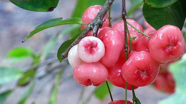 Papaleng Thoughts-Unplugged: Seven Exotic Pink Fruits