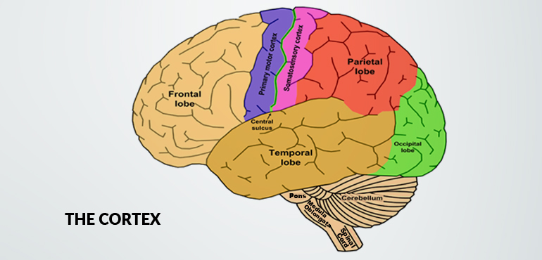 PSIKOBIOLOGI AKTIVITI FIZIKAL (QPP3033)