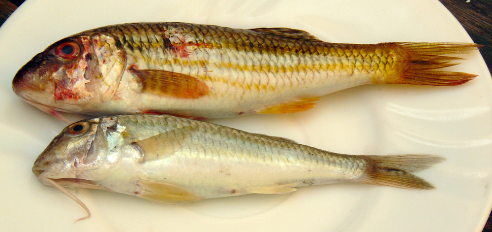 Sud Italia in Cucina: Rigatoni con le Triglie Agostinelle