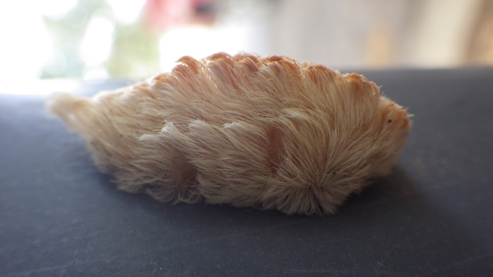 Upper Coast IPM: Stinging Caterpillars