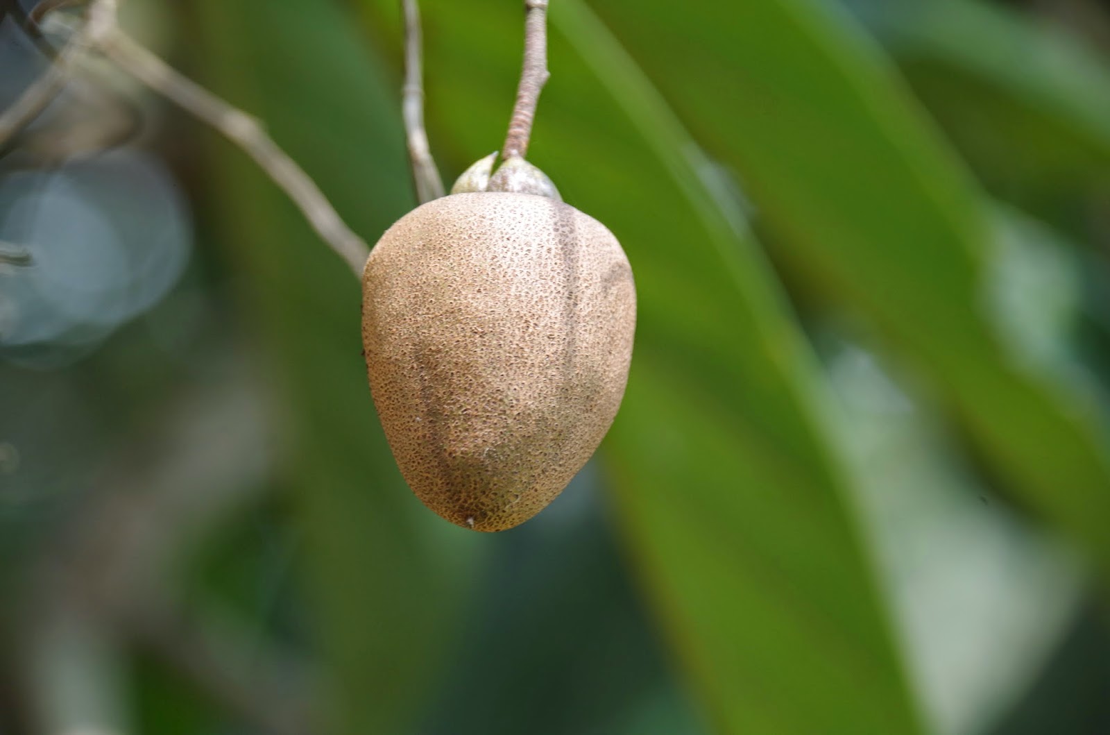 Trees and Plants: Resak Irian (Vatica Rassak)