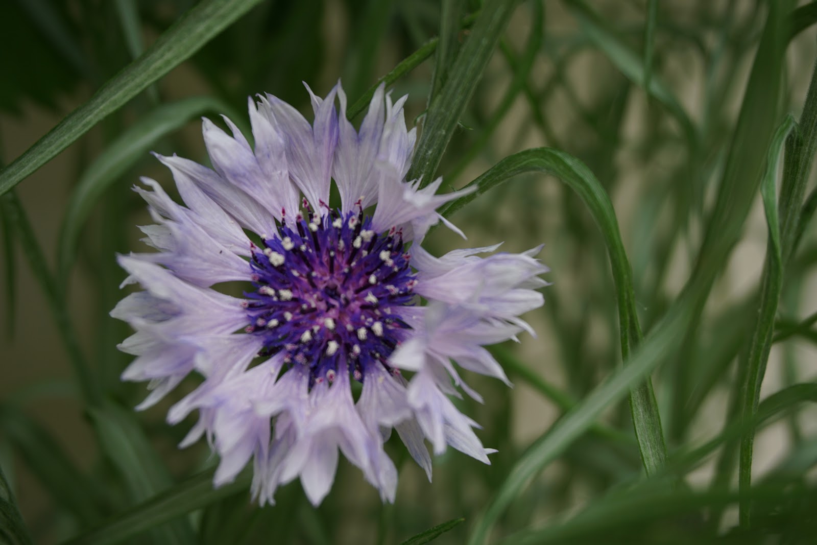 Plantas de Huerta Otea, Salamanca: Aciano, scabiosa, azulejo o pincel ...