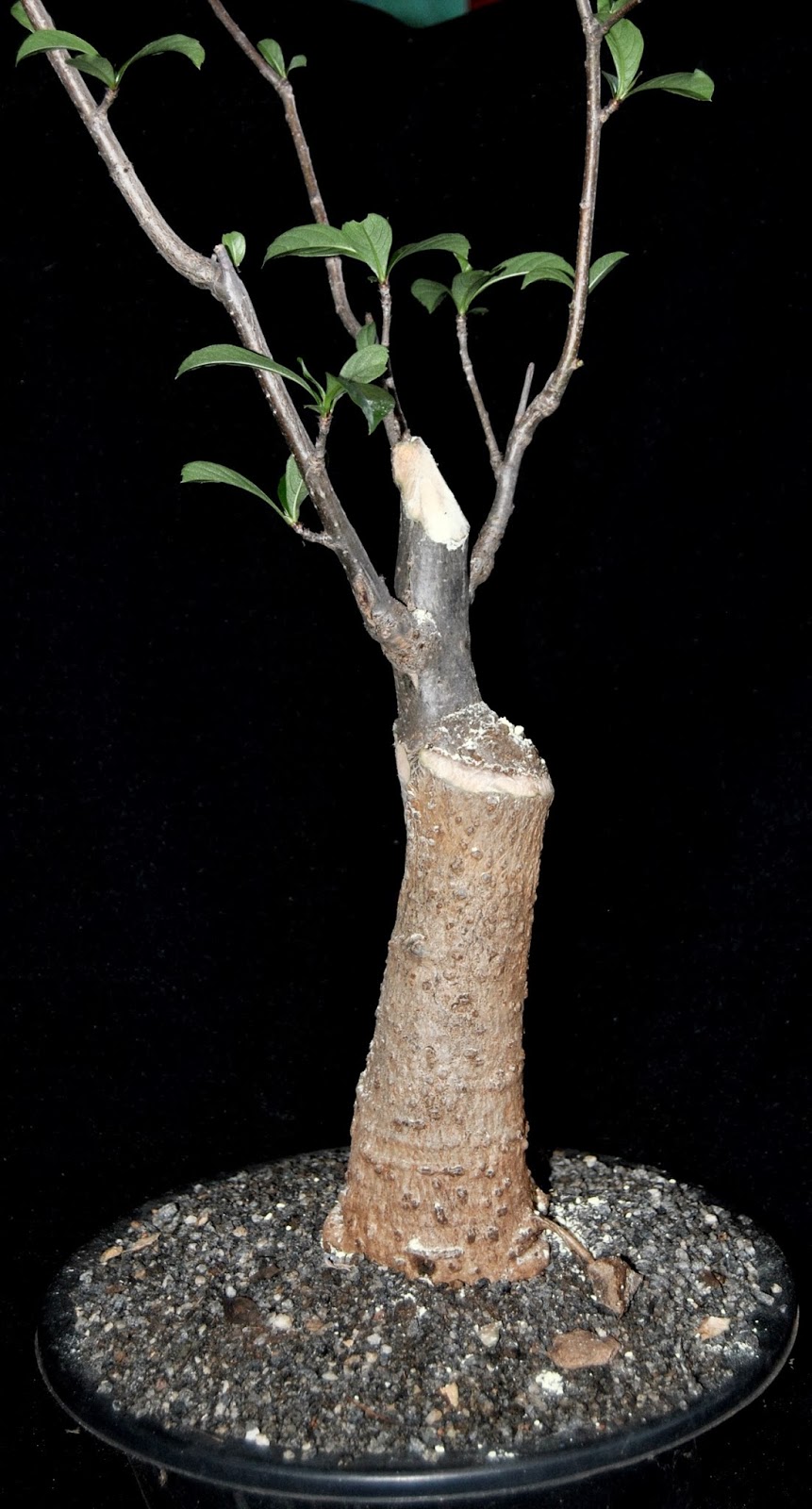 LENNARD'S BONSAI BEGINNINGS.: Adansonia digitata (Baobab)- African ...