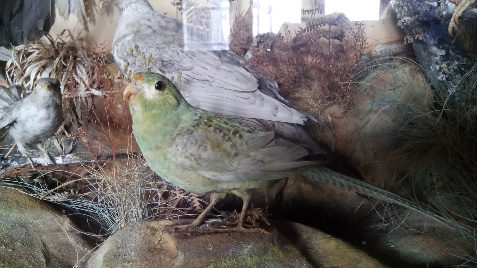 Western Ground Parrot history: Western Ground Parrots in the Lord ...