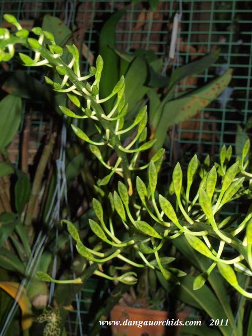 Orchids de Dangau: Get up...and crawling again