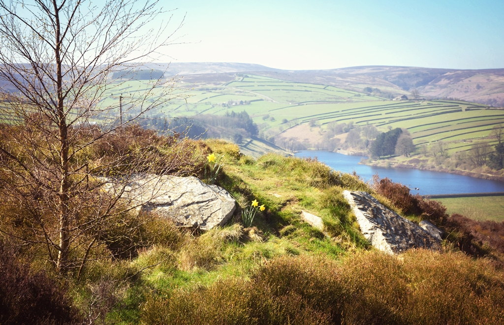 Haworth Moor On Glorious Spring Day