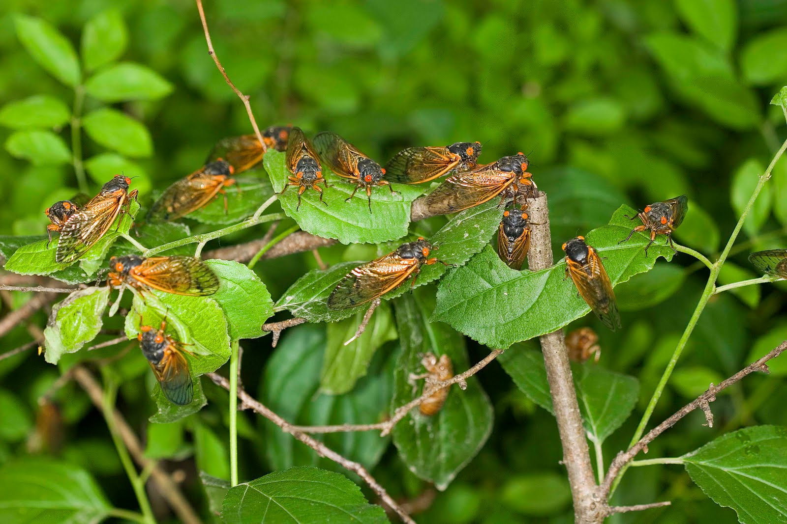 Illinois Natural History Survey: 2011-05-22