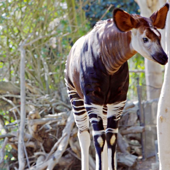 Okapi | The Life of Animals