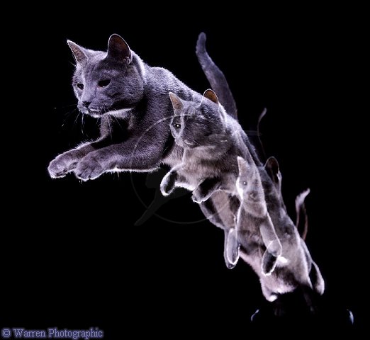 sjl photography: Strobe Photography / Multiple Image Movement