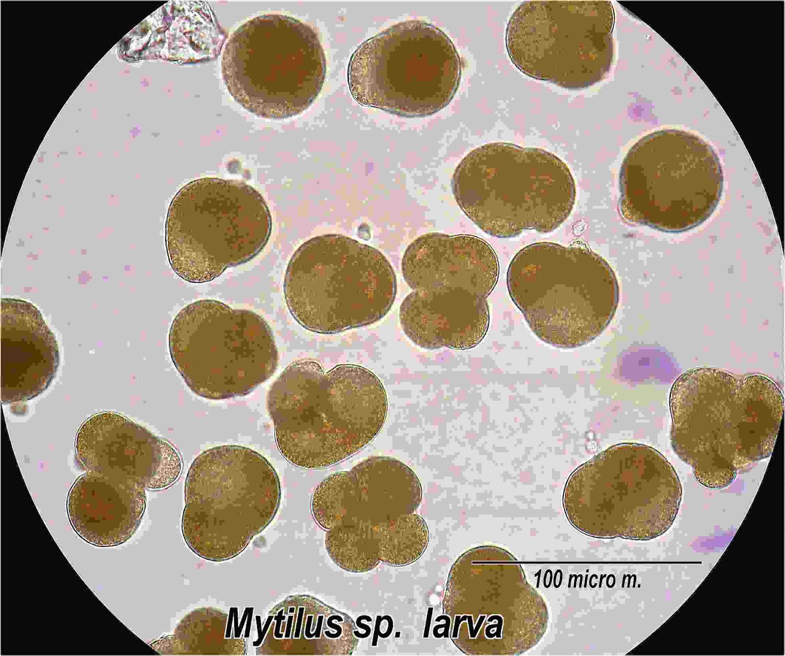 Mussel larvae production for Pacific beakfish larvae (Oplegnathus insignis)