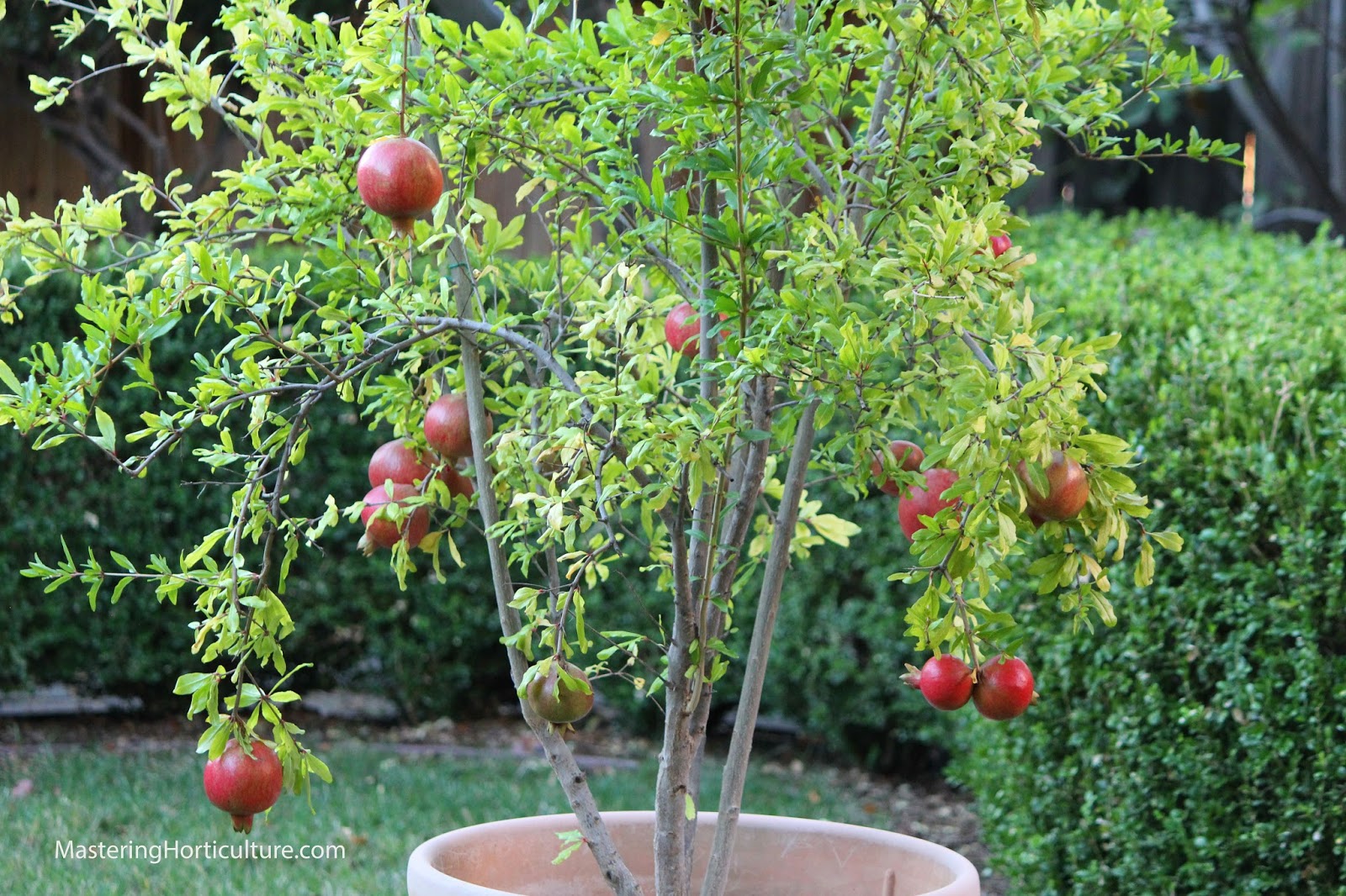 Mastering Horticulture