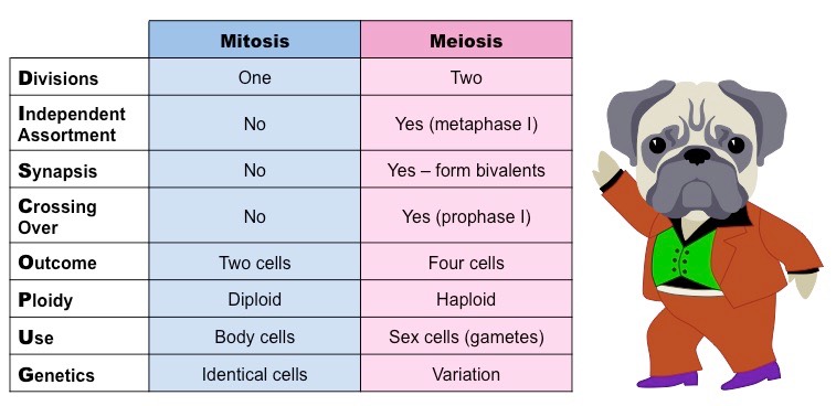 7th Grade Science 2016-17: Meiosis vs Mitosis