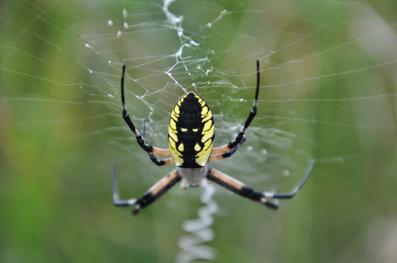 Au pays des Maringouins