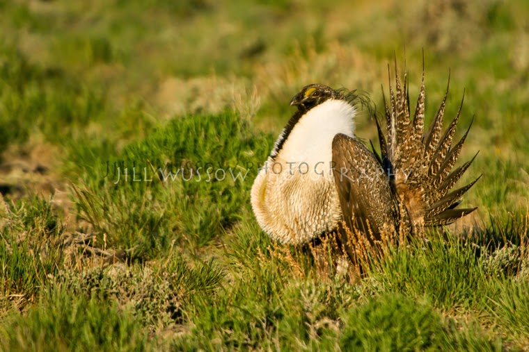Sage Grouse Strut | Focusing on Wildlife