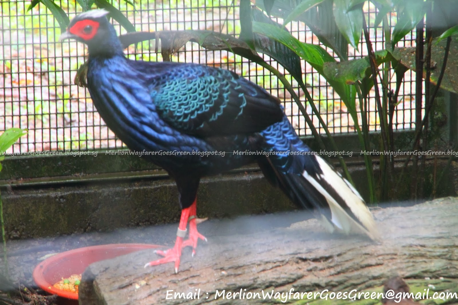 Jurong Bird Park - Southeast Asian Birds Aviary ~ Merlion Wayfarer Goes ...
