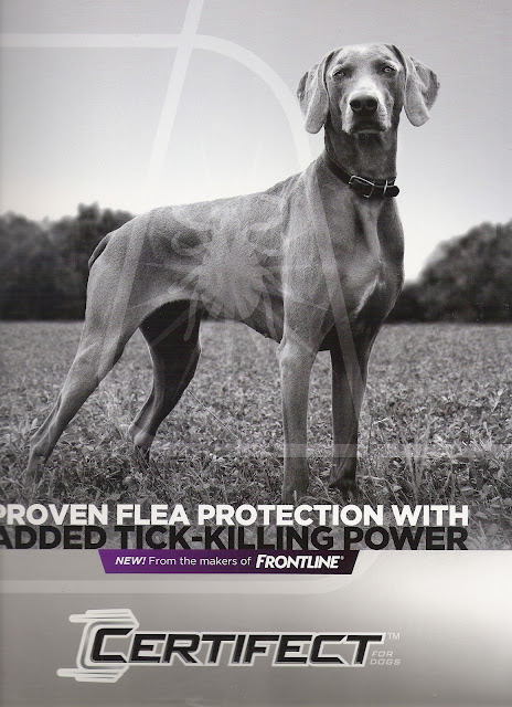 Grayhart Weimaraners: Certifect: Cover Girl Jam