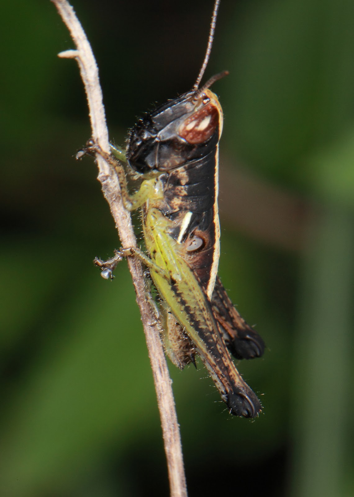 BunyipCo: March 2013