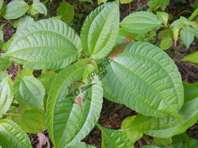 Survival, Pohon Poh Pohan