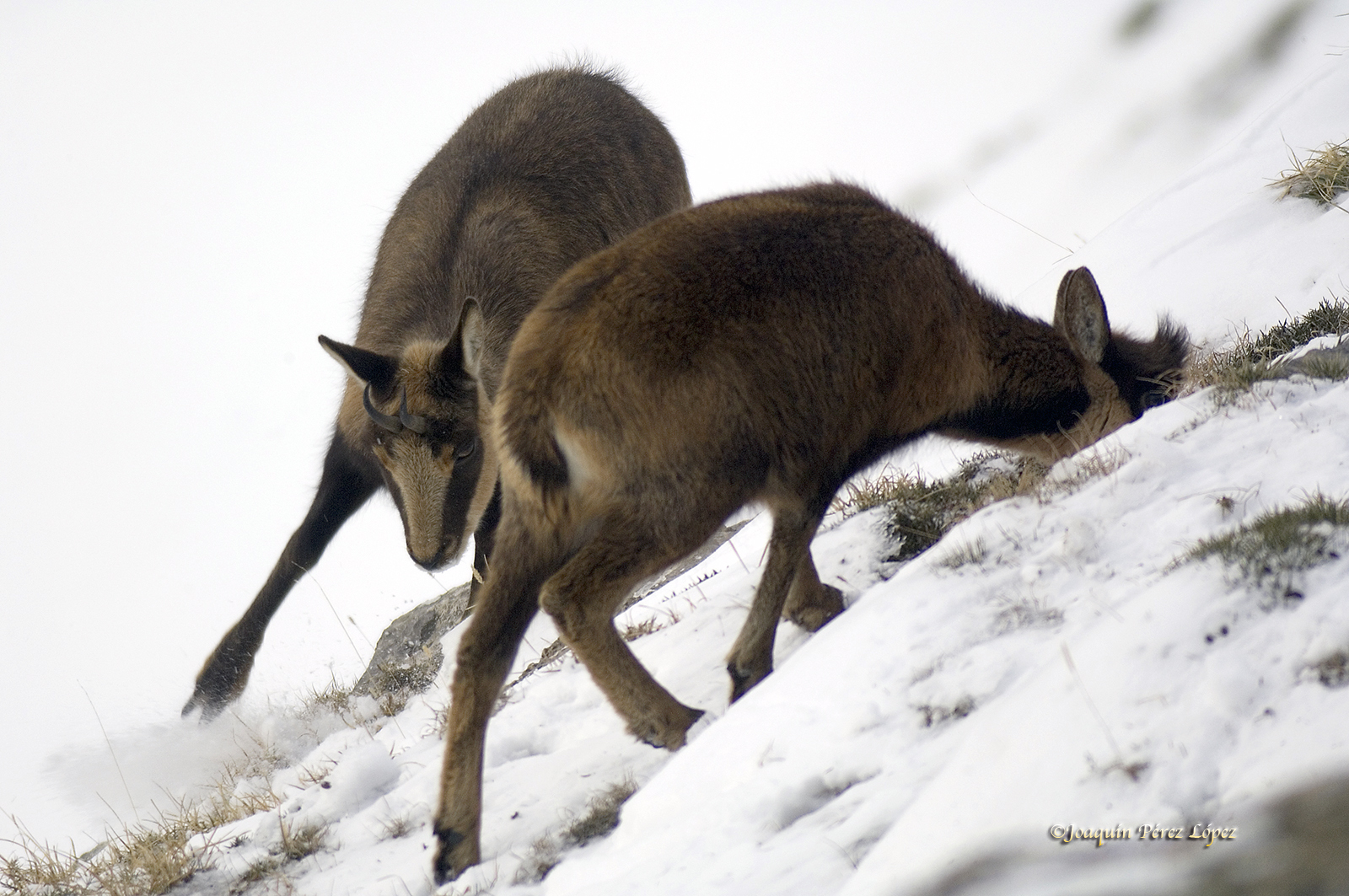 FOTO Y VIDA SALVAJE: El rebeco cantábrico (Rupicapra pyrenaica parva)