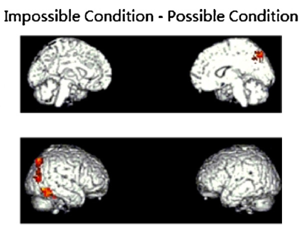 The Neurocritic: That's Impossible! How the Brain Processes Impossible ...