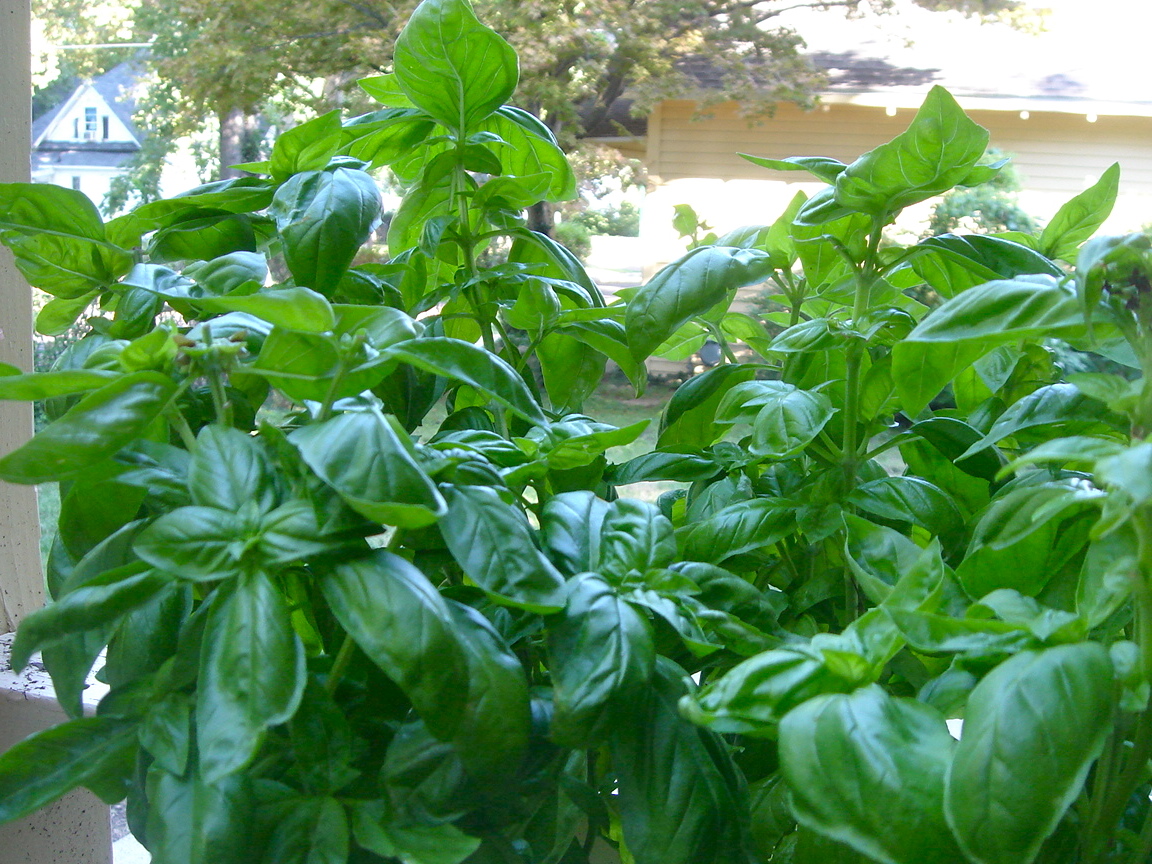 DestinoFunesto...o no: Albahaca